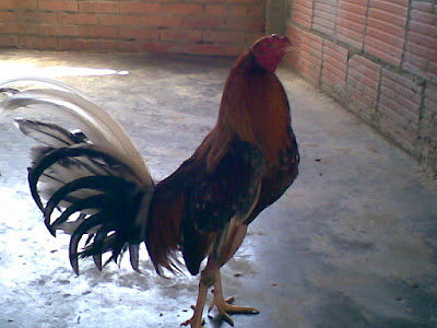gallo cenizo en entrenamiento