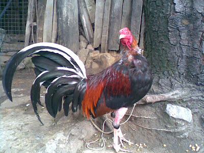 El gallo colorado