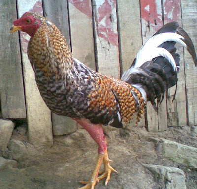 Gallo jabao moro o grillo del criadero de los zorro