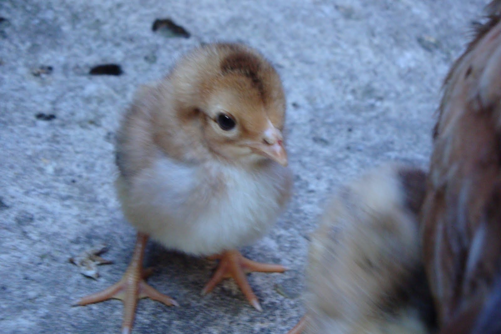 Pollitos finos recien nacidos