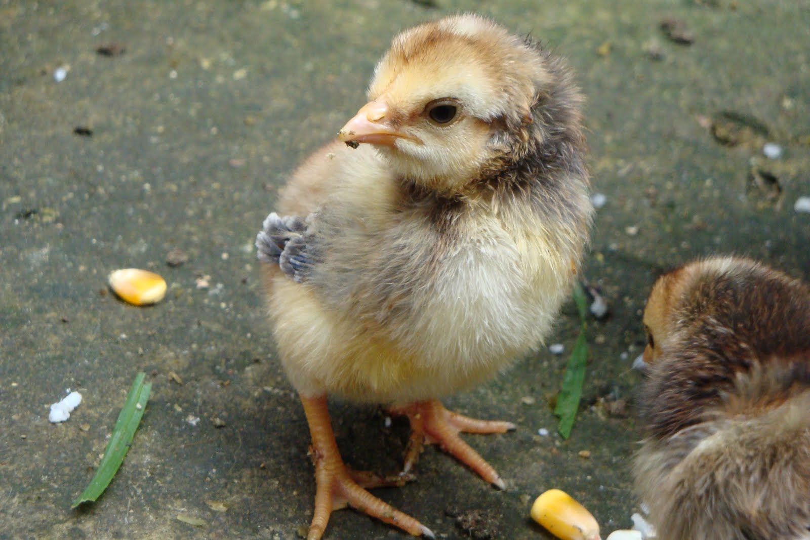 Pollitos recien nacidos con grado sweater shamo (shamix)