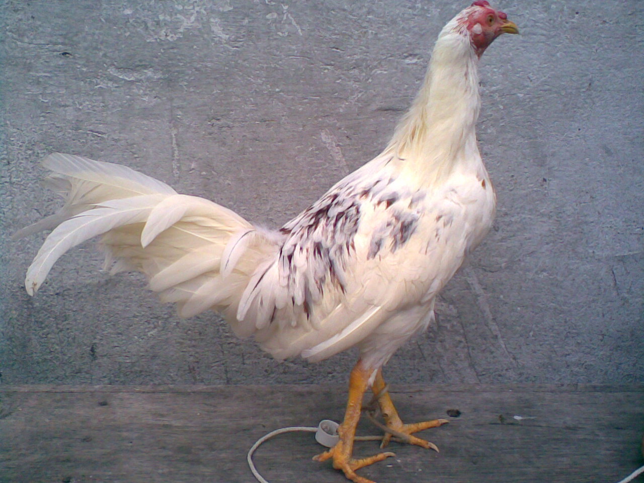 Gallino semi canaguay del criadero los zorro