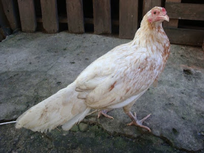 Gallina cubana 62% ; adquisicion en compañia