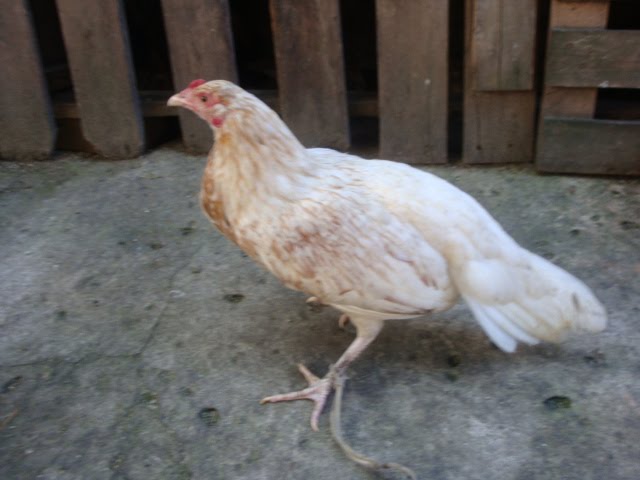 Gallina cubana 62% ; adquisicion en compañia