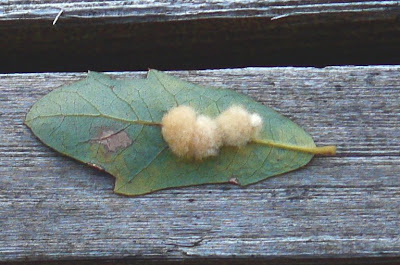 GARDENISTA: October 2008