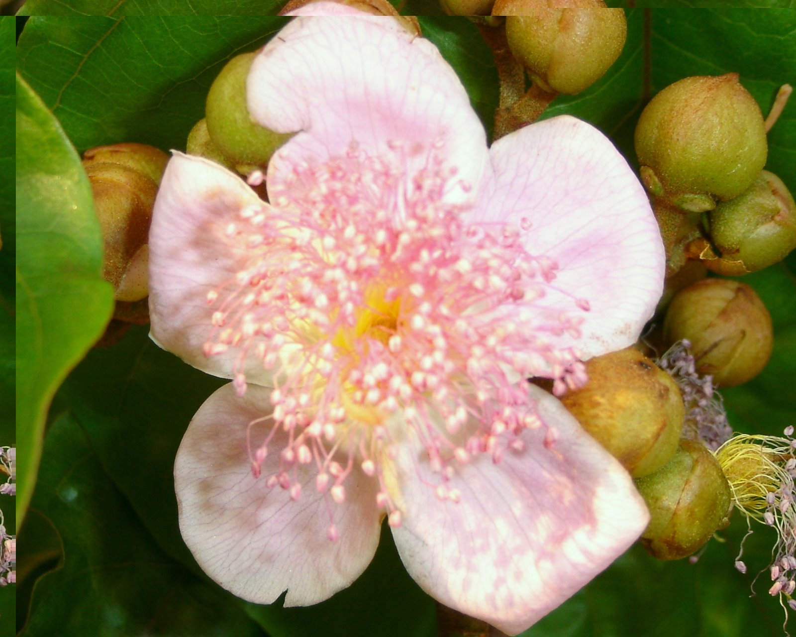Terra, aquele abraço: Nosso Colorau, o Urucum
