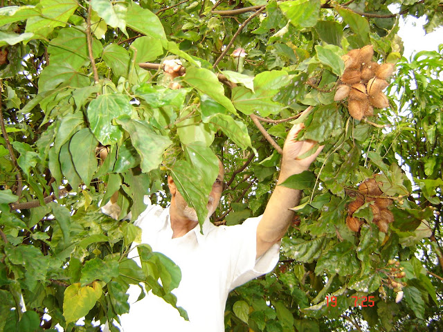 Multivias: Via Verde: Nosso Colorau, o Urucum