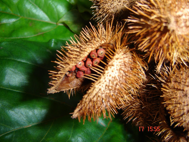 Multivias: Via Verde: Nosso Colorau, o Urucum