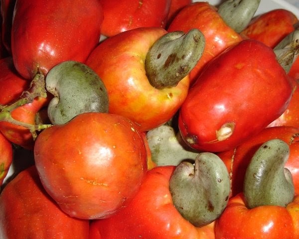 Multivias: Via Verde: Tempo de Caju