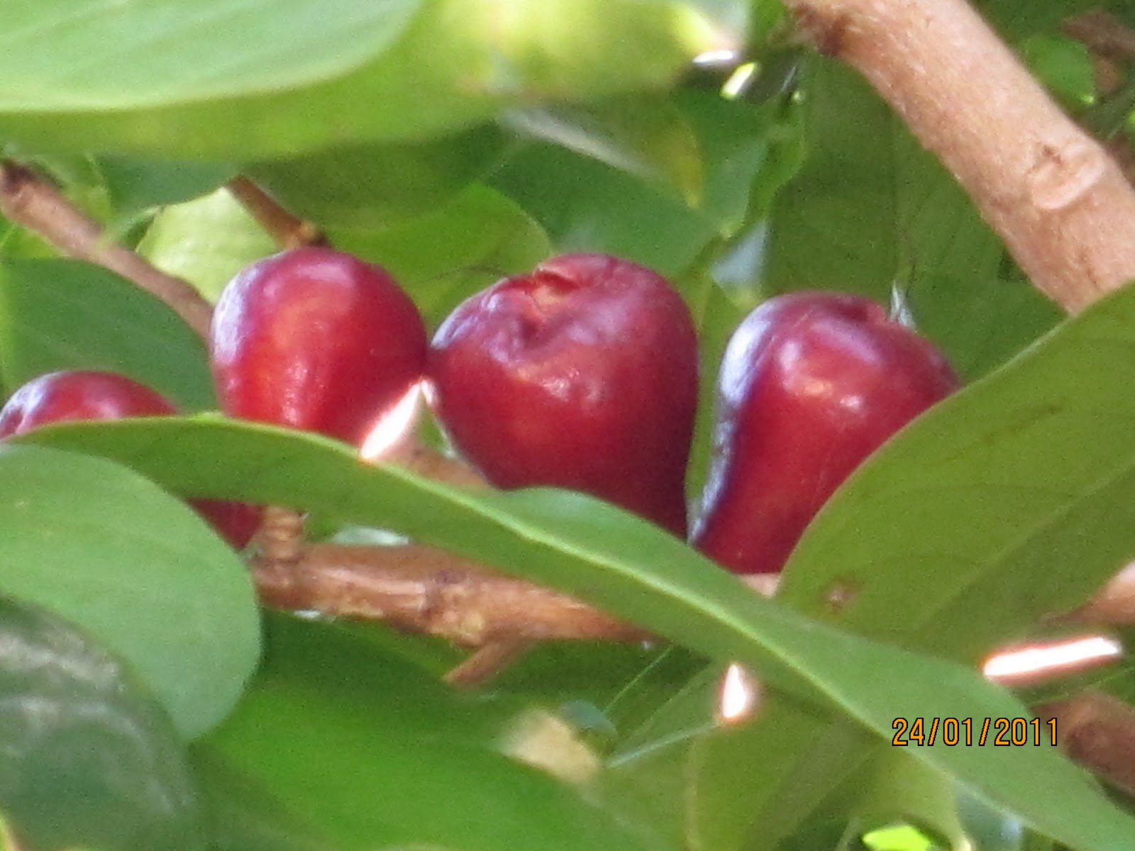 Multivias: Via Verde: Jambo, Uma Frutinha da Cor do Brasil