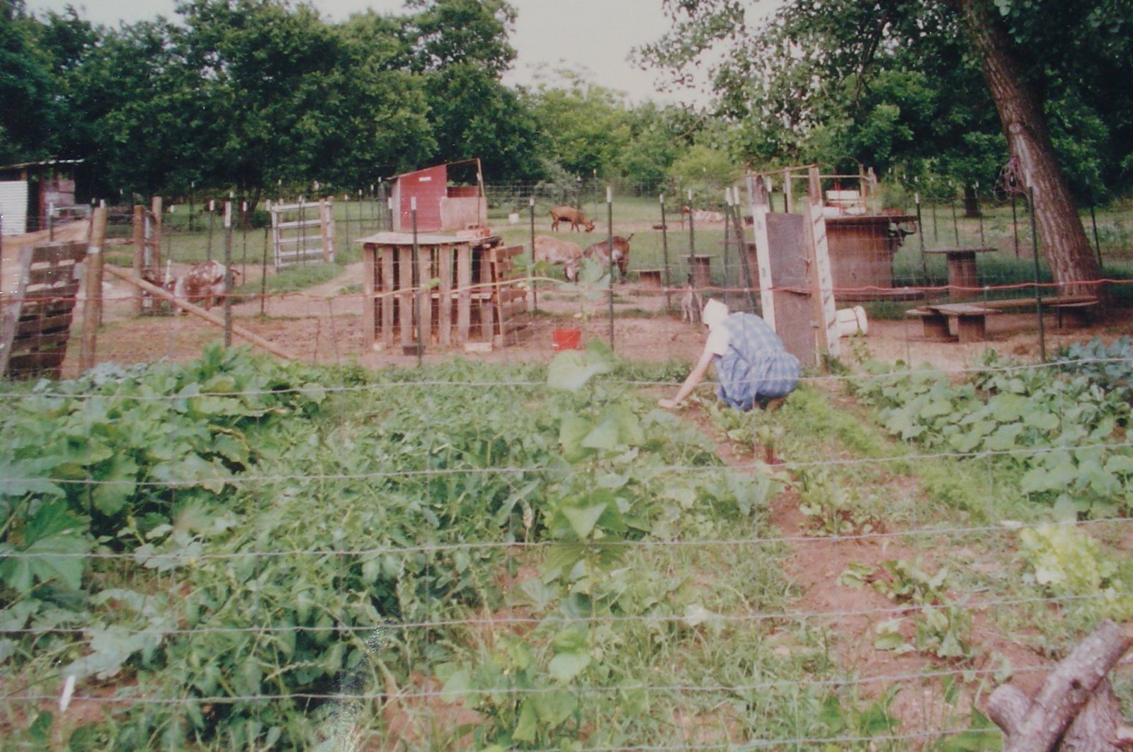 A Repost, Homesteading, Simple Living, The Hows and Whys