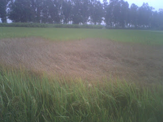 Singh: Brown Plant Hopper Damage on Rice (Nilaparvata lugens)