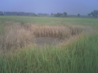 Singh: Brown Plant Hopper Damage on Rice (Nilaparvata lugens)