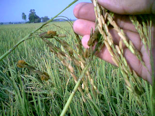 Singh: False Smut of Rice Causal Organisim Ustilaginoidea virens (Cke ...