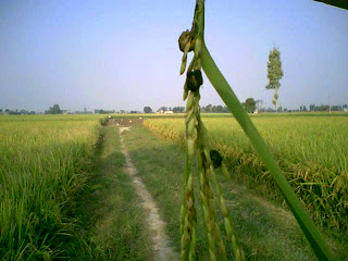 Singh: False Smut of Rice Causal Organisim Ustilaginoidea virens (Cke ...