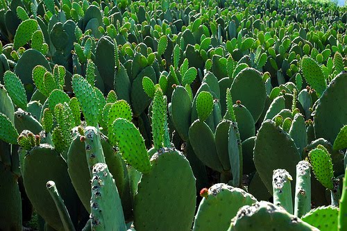 Nopalli-Nochtli (Salud milenaria con Nopal-Nochtli): Usos del Nopal
