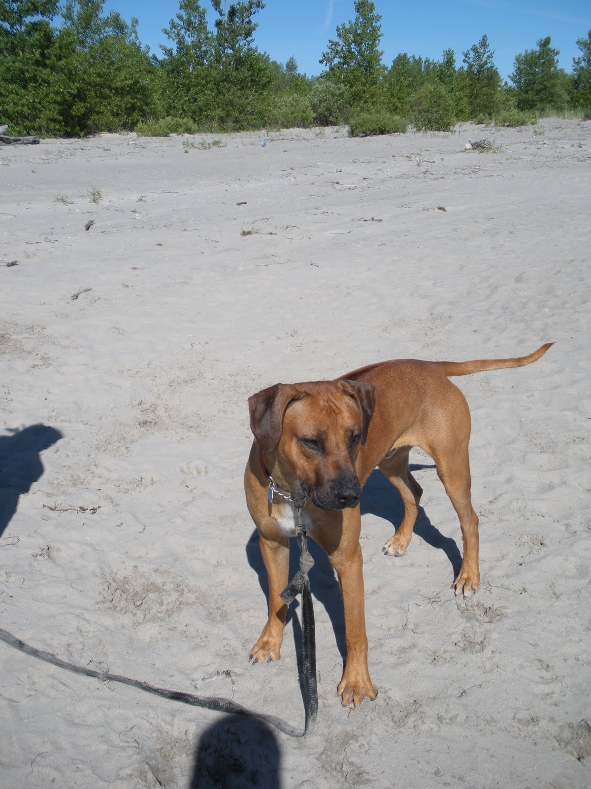 Ridgeback Adventures