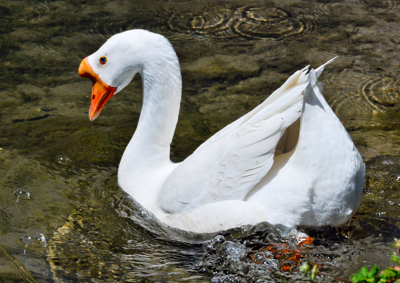 Split-Focus: Swan Goose