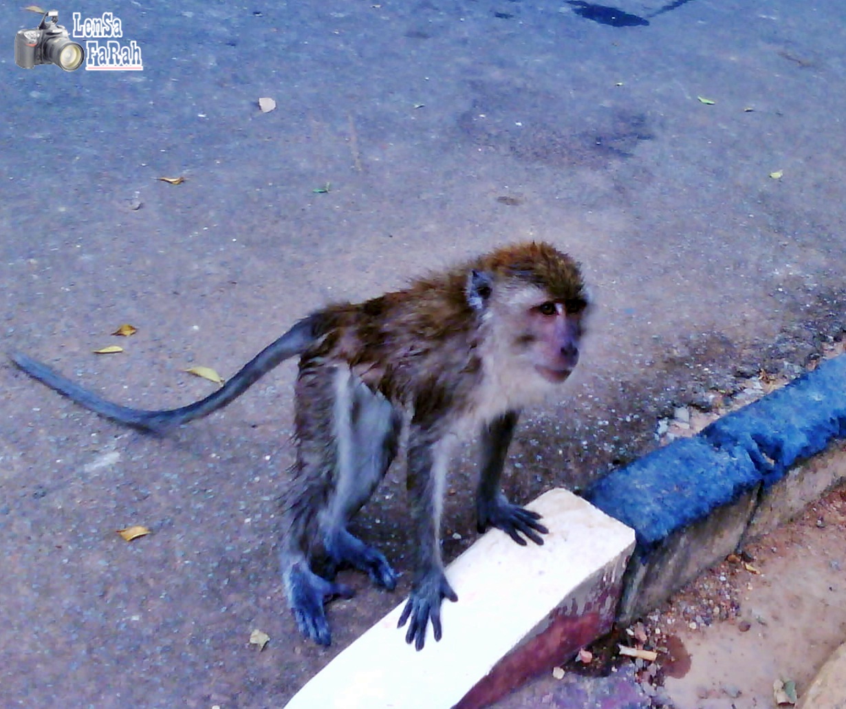 klip kertas pink: monyet dan pisang...pisang dan monyet..