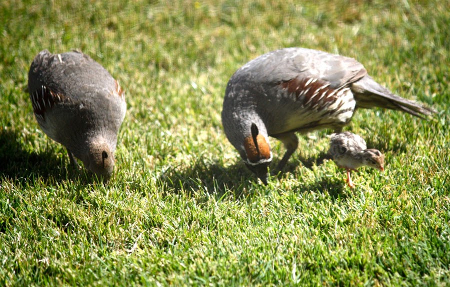 Waterrose Handcrafted Obsessions: A Small Quail Family