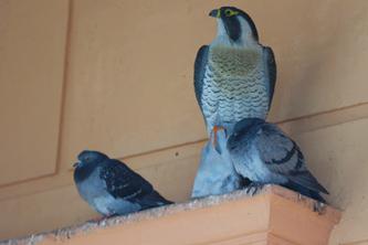 Under the Toronto Sun: Is that fake falcon meant to scare me?