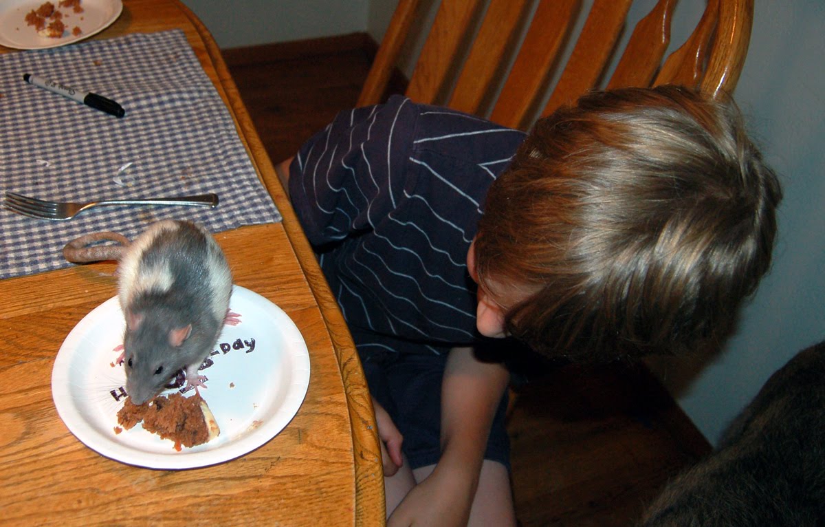Jennifer's Photo Blog: Rat birthday party