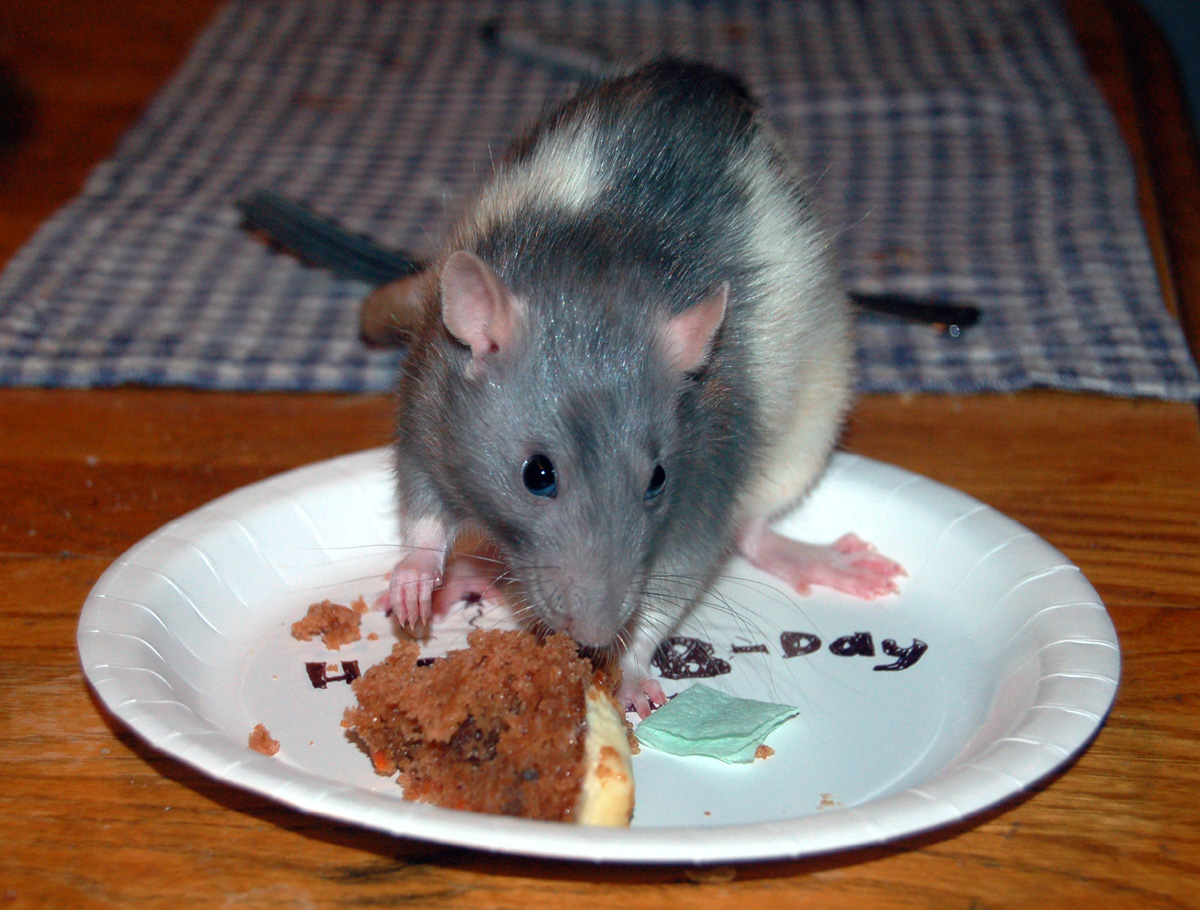 Jennifer's Photo Blog: Rat birthday party