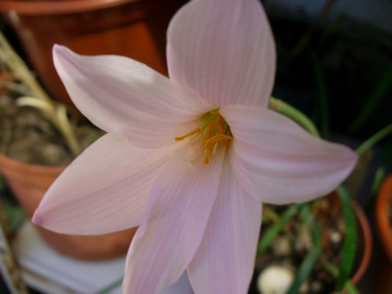 BOLBOS EM FLOR: Nova Flor