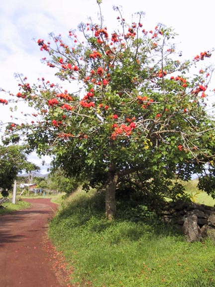 Ceibo y Pino: El Ceibo:La flor Nacional