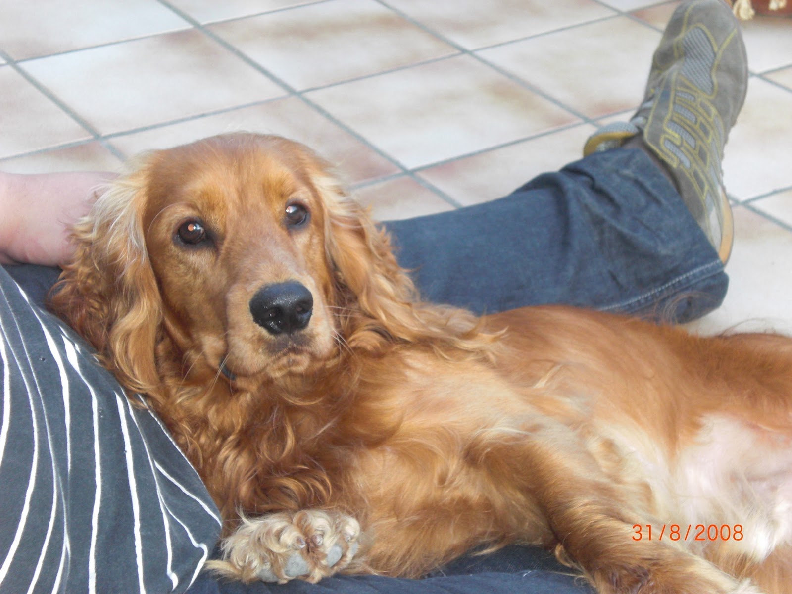 Patricia Urdániz-Blog de aula: EL PERRO MAS GUAPO DEL MUNDO