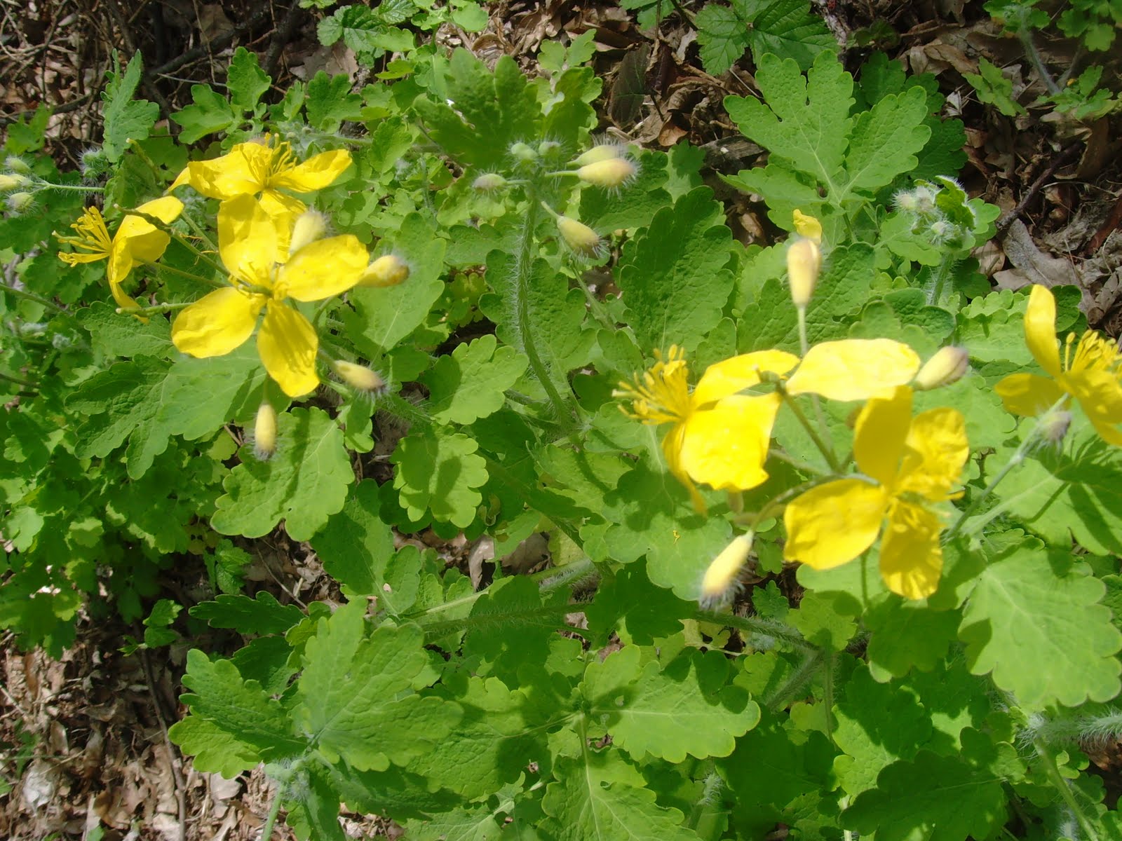 Vincennes coté nature: Grande chélidoine (Chelidonium majus L.)