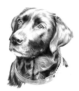 Finishing stages of portrait drawing of black labrador