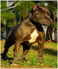 Pit Bull e Rottweiler: História da Raça Rottweiler