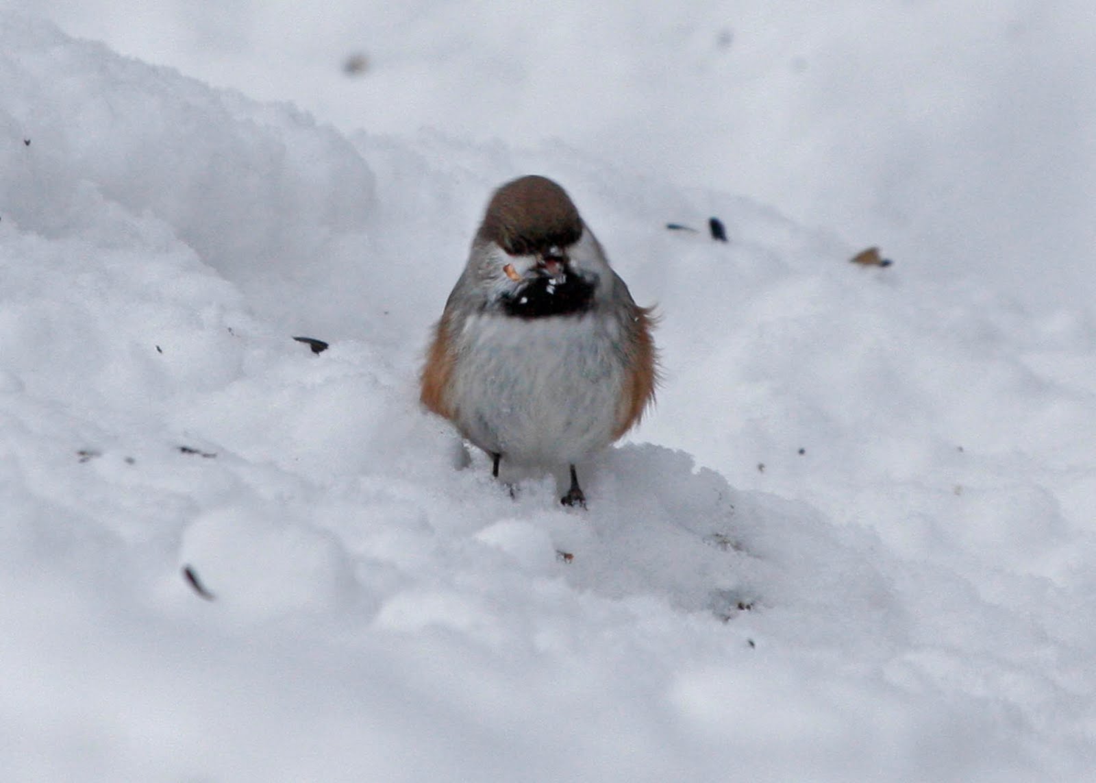 Naturally Avian: Chickadees of the north, bird vocalizations and more!