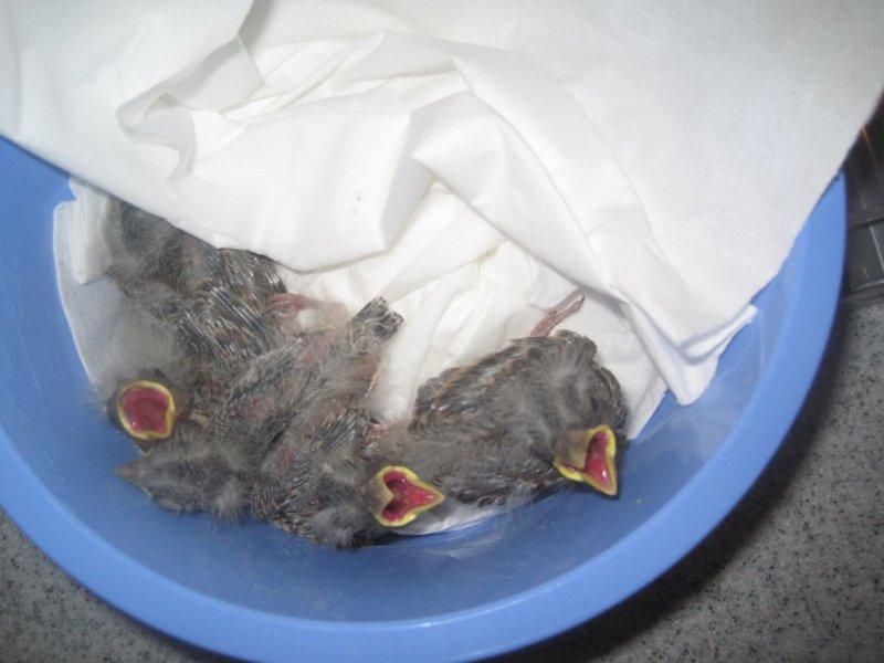 Taking Flight: Baby Passerines Pour In, House Finches, American Robins ...