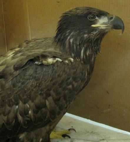 Taking Flight: Bald Eagle Release, Bald Eagle, Goshawk, Mourning Dove ...