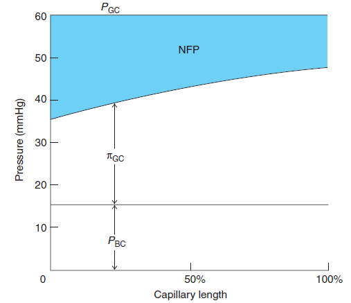 physiology: Direct Determinants of GFR