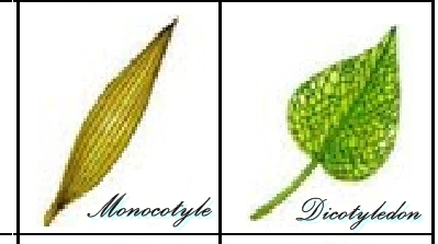 Welcome To ReamanisRise.blogspot.com: Tugas Kelompok Biologi