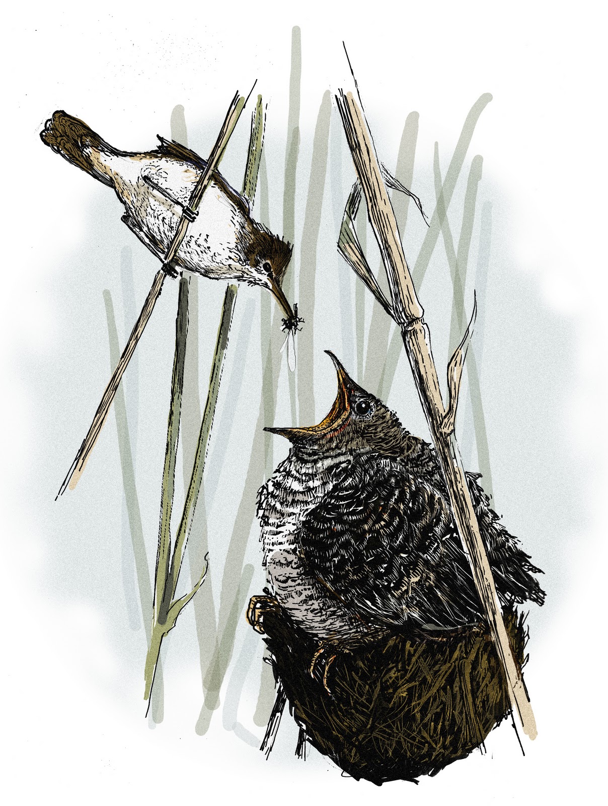 Alexis Demetriades Science Illustration: cuckoo chick in a reed warbler ...