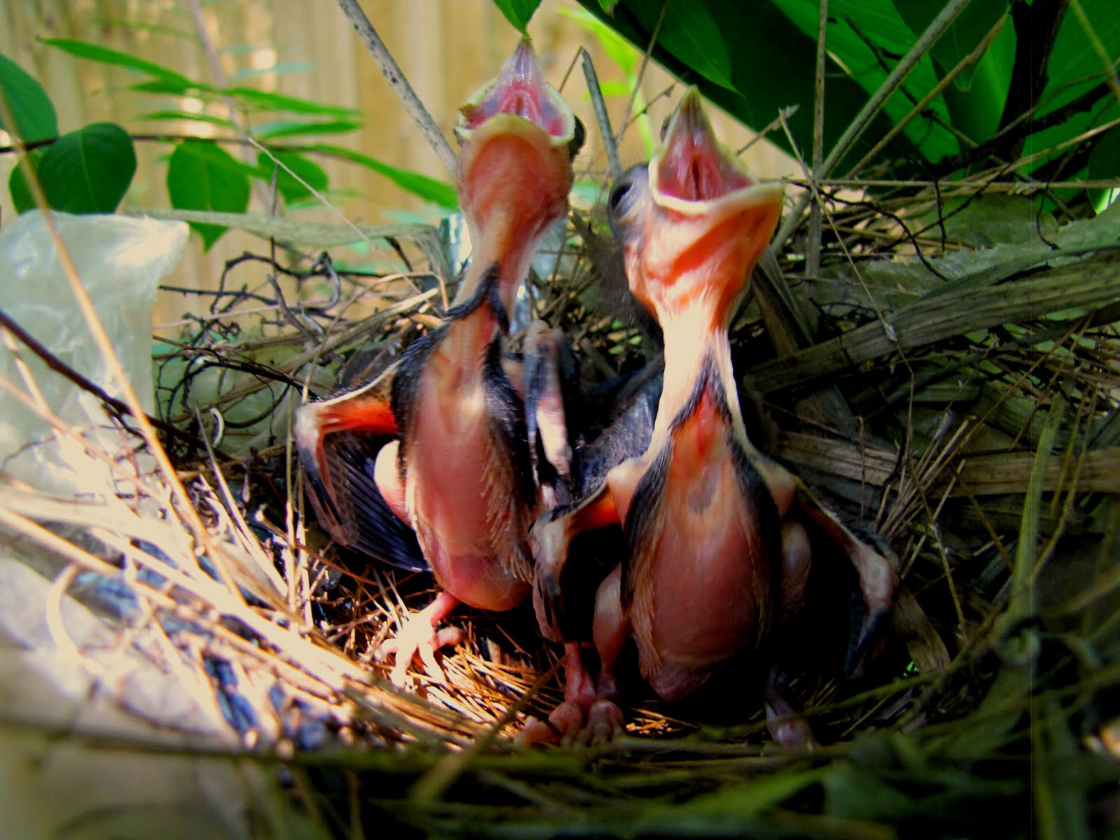 PhotoArt * Creative Digital Imaging by: brendasue: Photographed in my ...