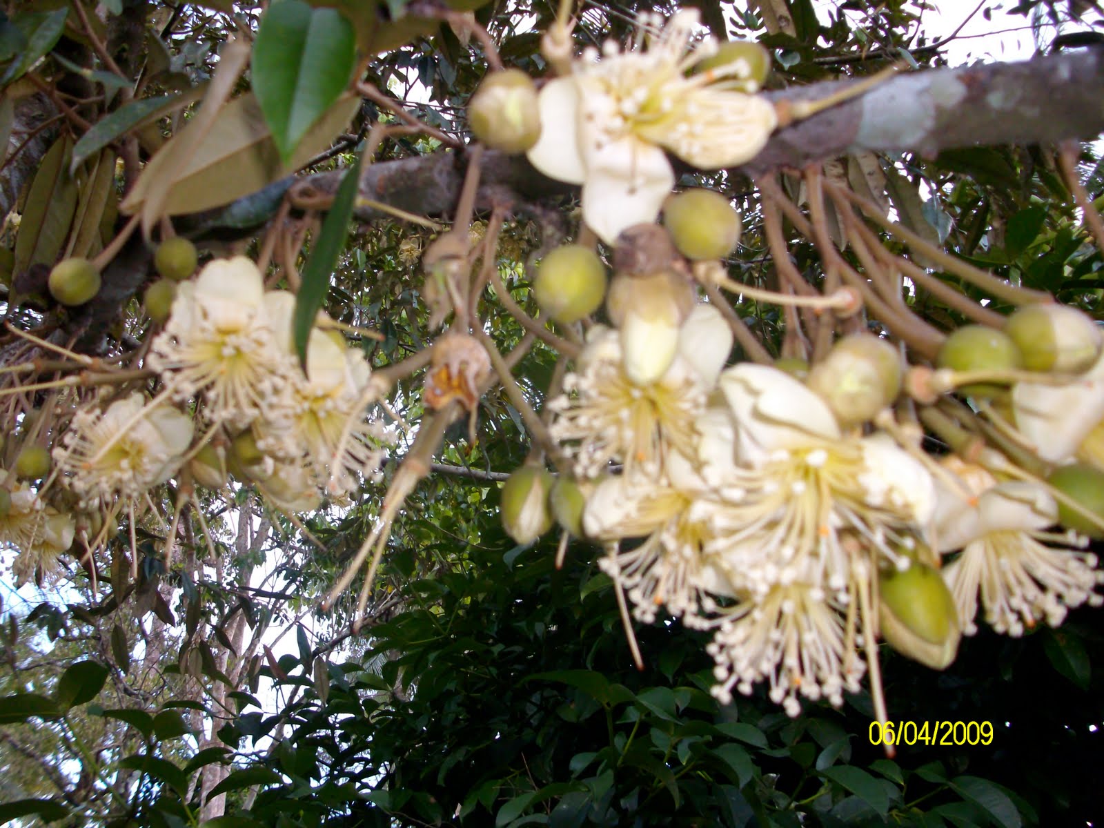 Terkeren 12+ Gambar Bunga Hujan Emas - Gambar Bunga Indah