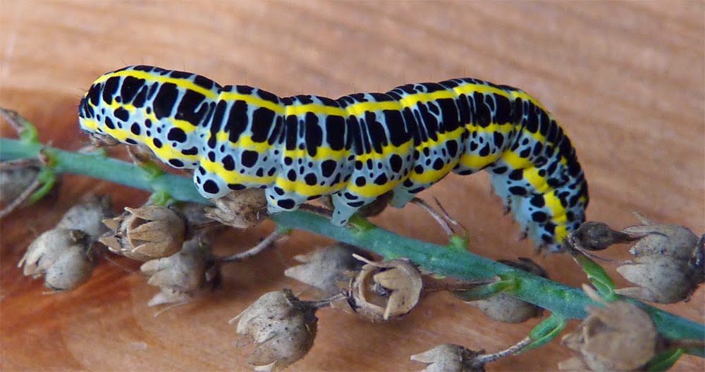 Cambs Moth Gallery