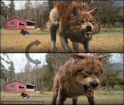 Twilight Hot News: Diferenta dintre varcolaci