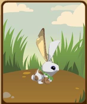 Fuzzy Shyivy's Animal Jam Rush - The Best Animal Jam Cheats and more!: Me!