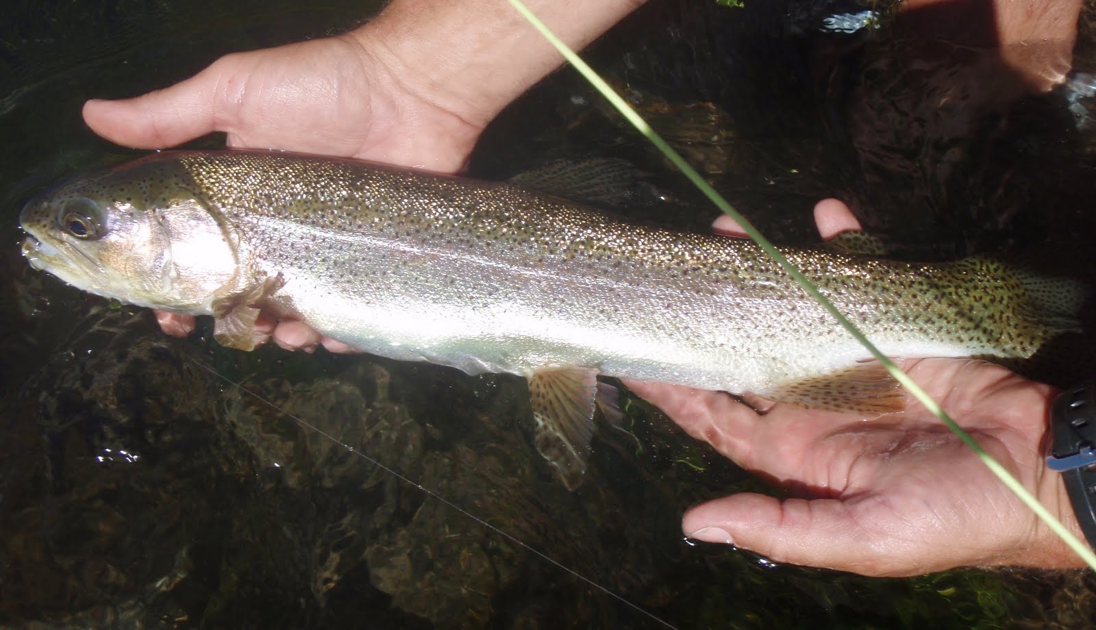 Palos Verdes Daily Photo: A Real Fish Tale ... at Hot Creek, Eastern ...
