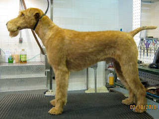 Animal Haven Grooming: Hand Stripped Irish Terrier