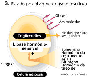 PROF. FABIO BRASIL - OBESIDADE E EMAGRECIMENTO: Como funcionam as ...