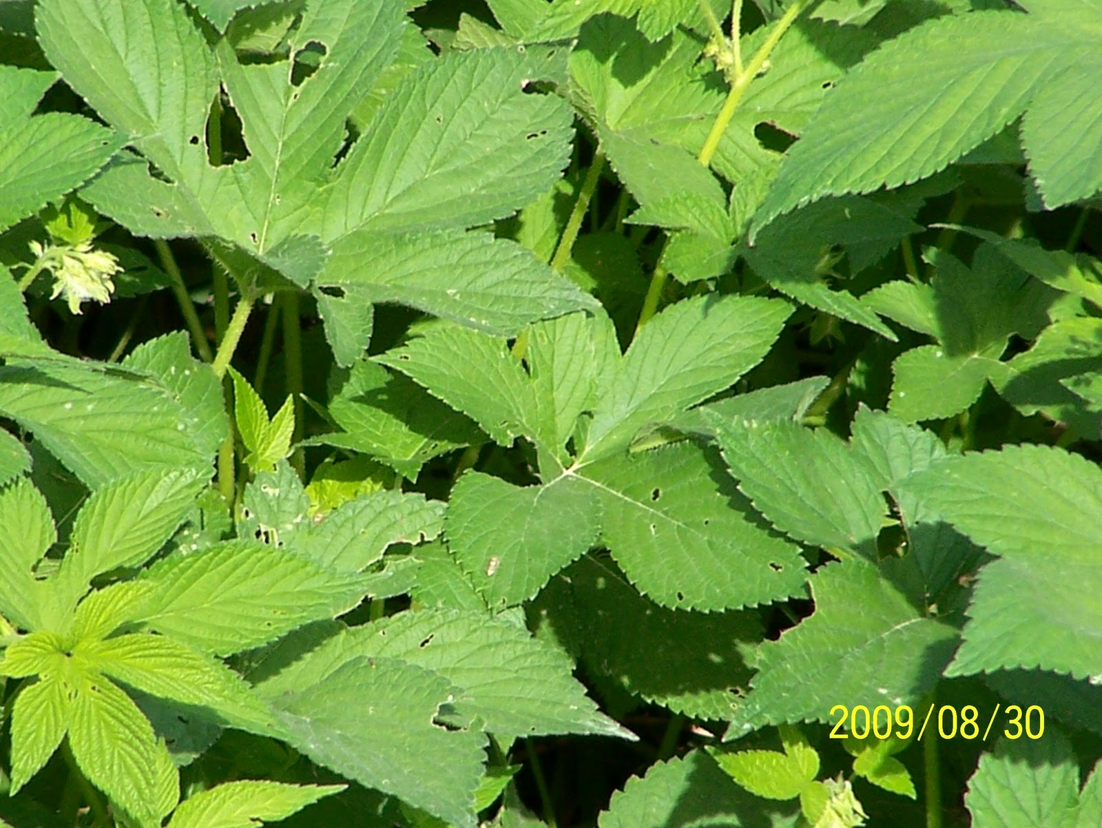 Platte River Friends: Japanese Hops Study and Control