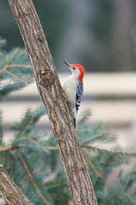 My Mid-Atlantic Birds