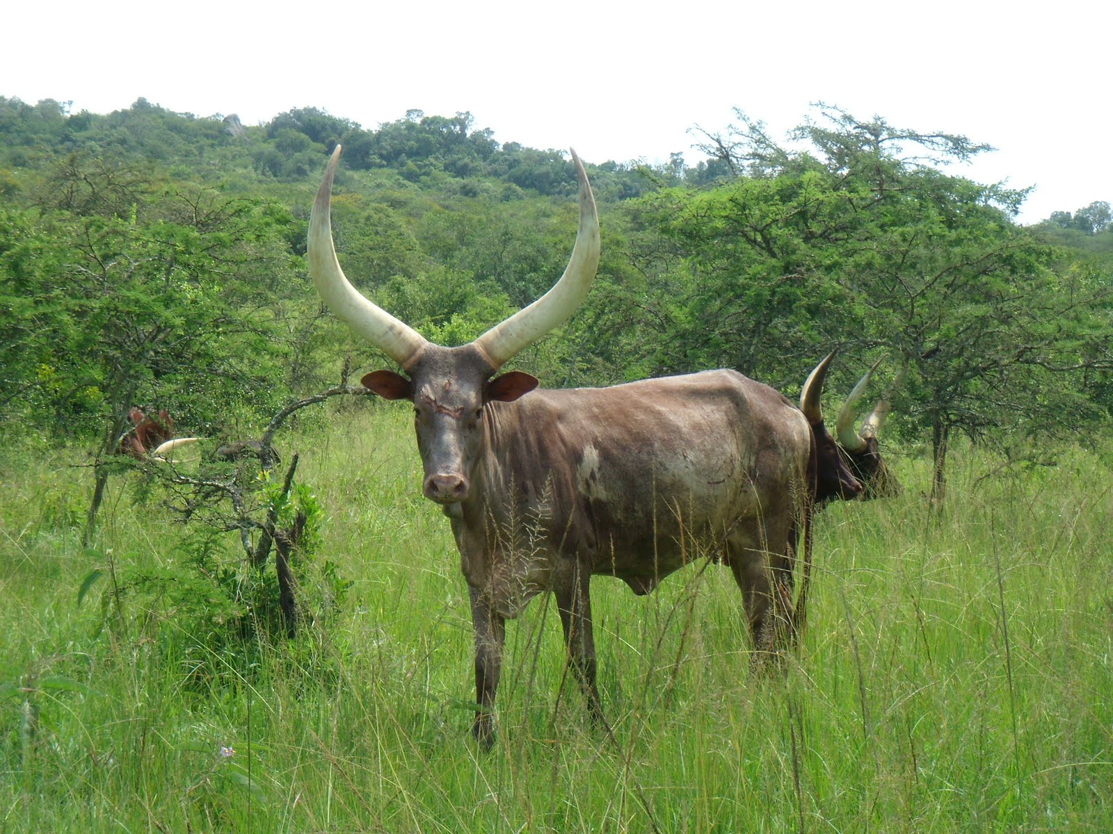 Postcard from Uganda